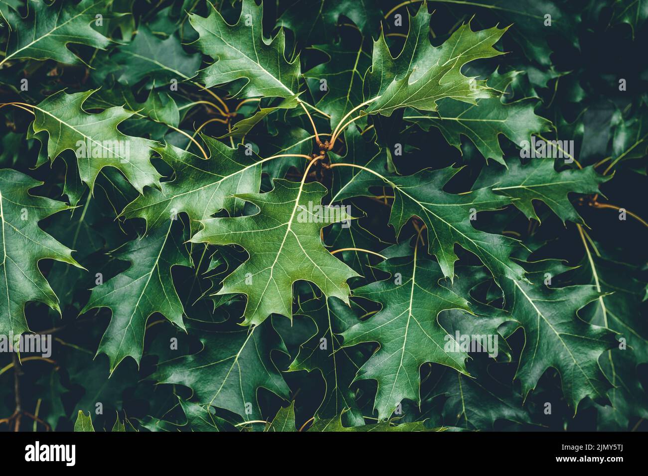 Oak Tree Leaves Texture