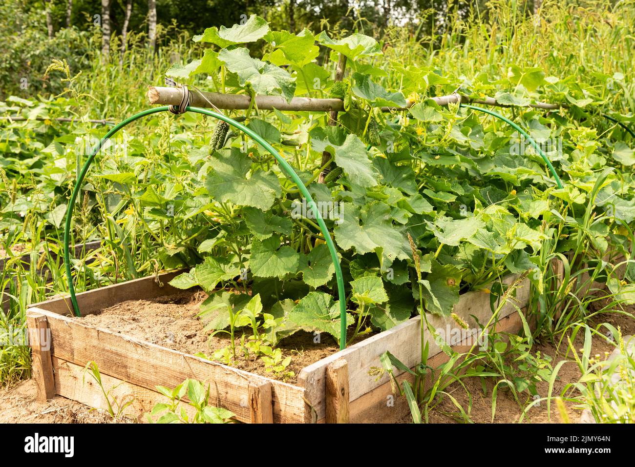 Garden bed with cucumber flowers. Growing and caring for vegetables ...