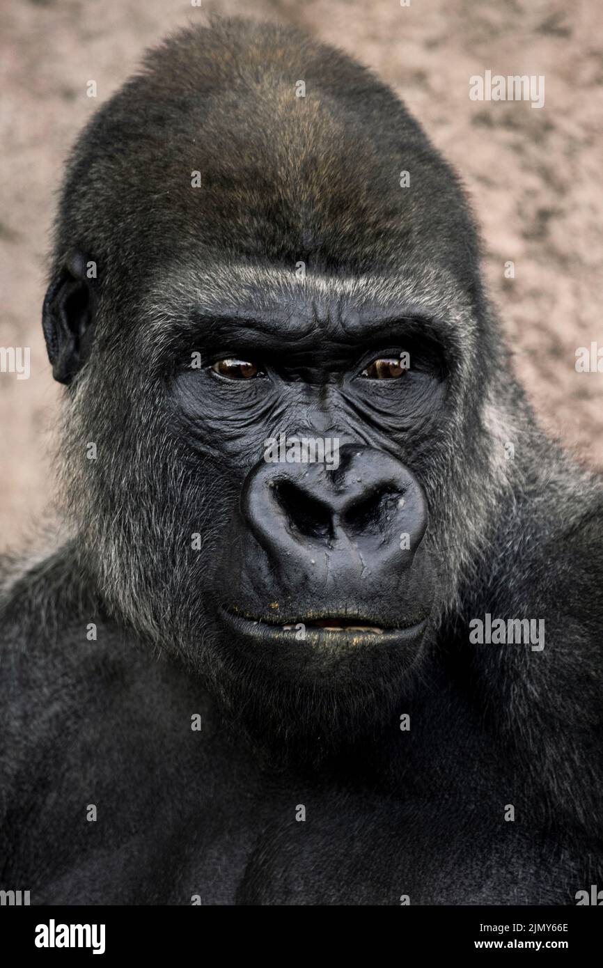 Female western gorilla baby hi-res stock photography and images - Alamy