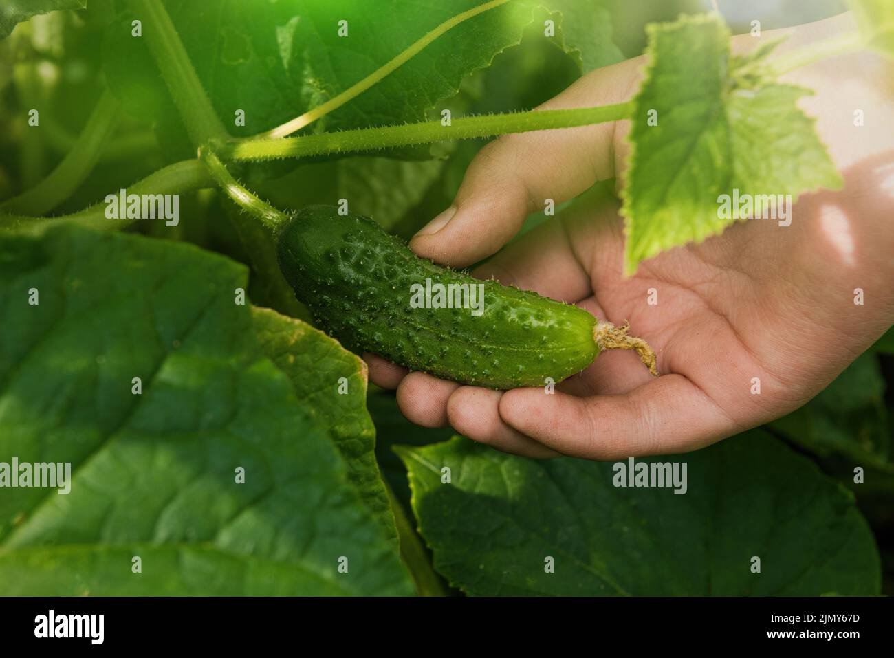 Hands holding fresh cucumbers from the garden. Growing vegetables. Hill ...