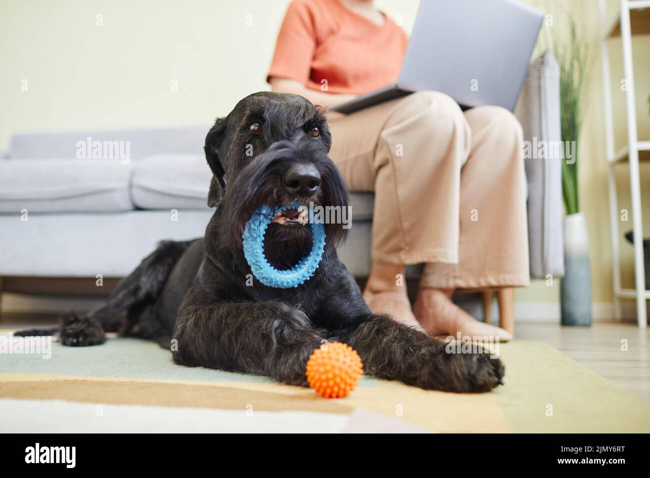 Black schnauzer lying on floor and playing toys while its owner working ...