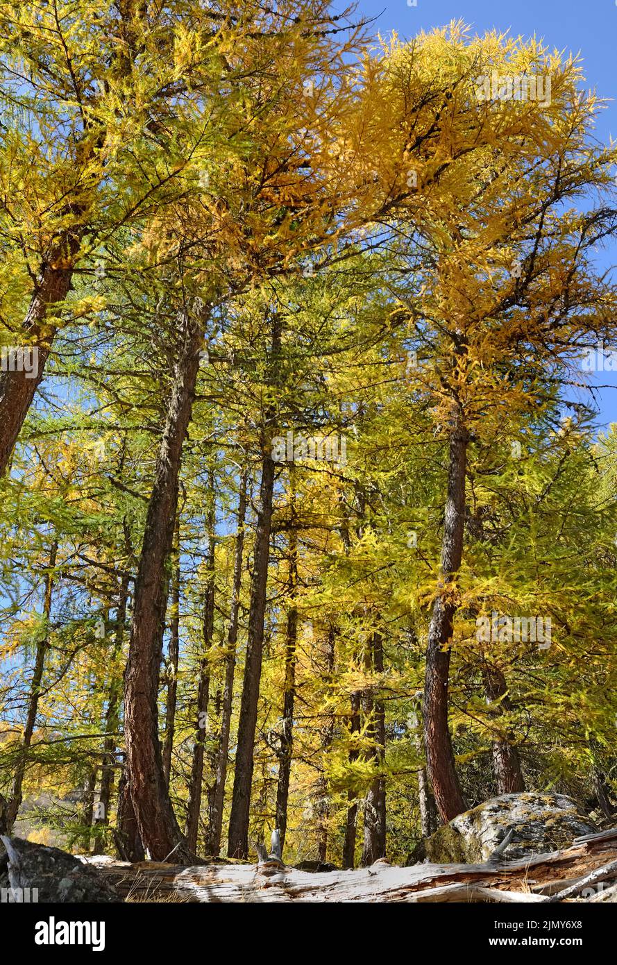 beautiful autumnal foliage of larche trees in alpine mountain in ...