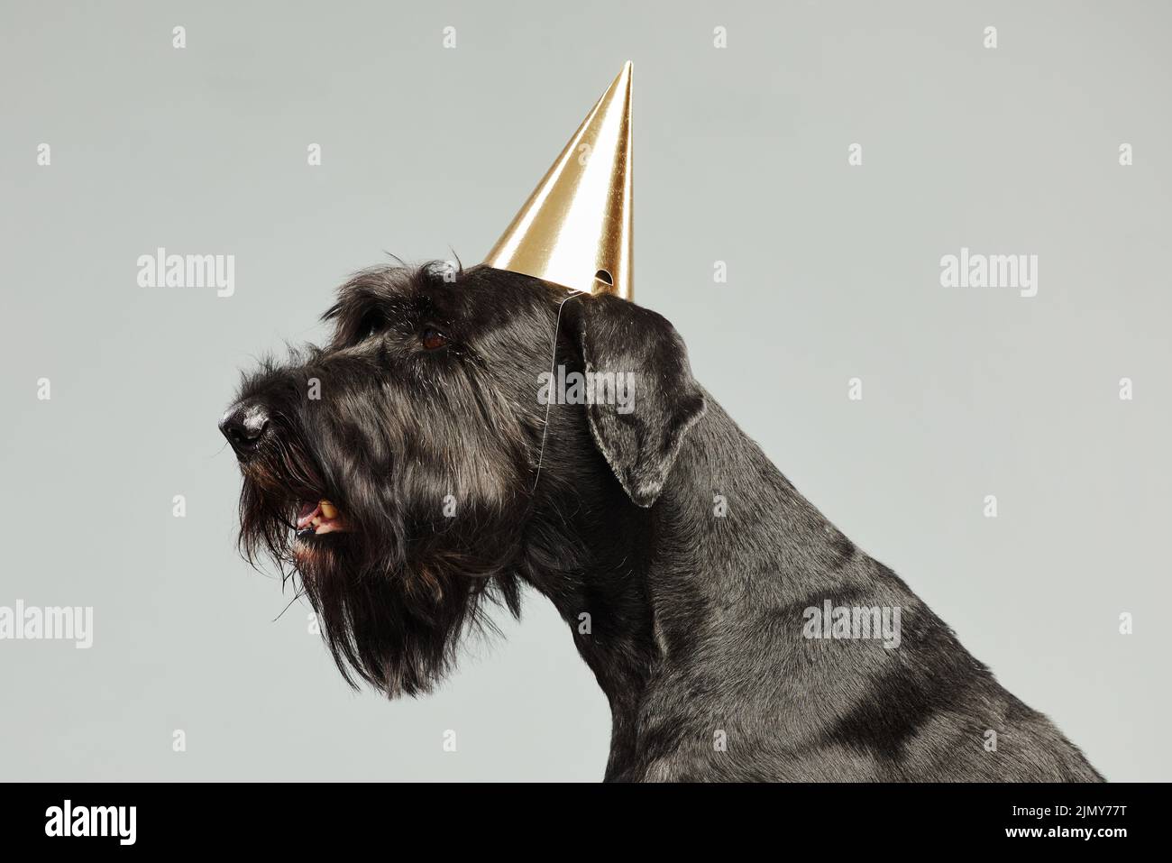Side view of black schnauzer in party hat on its head posing against ...