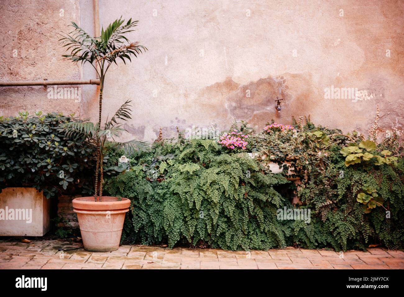 Inner garden with potted plants and creeping vines with old platered ...
