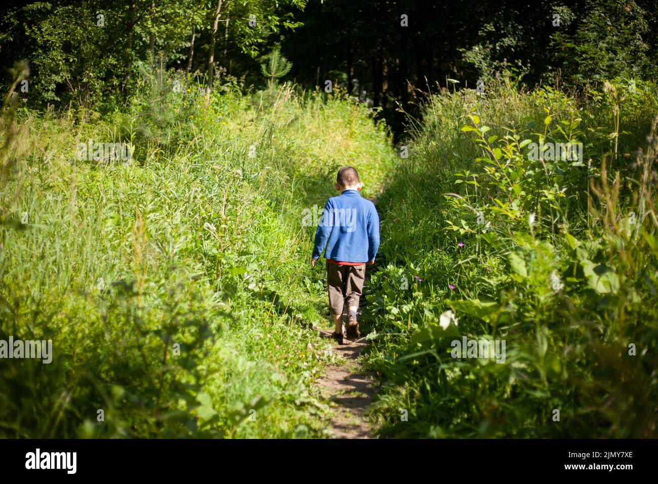 Child goes into forest. Boy walks along path. Lost child is looking for ...