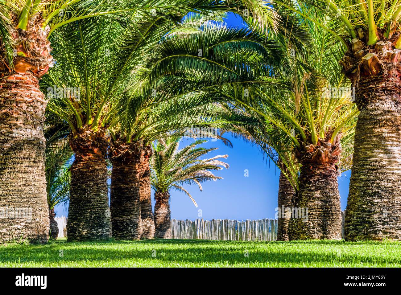 Palm trees in tropical summer resort during sunny day Stock Photo - Alamy