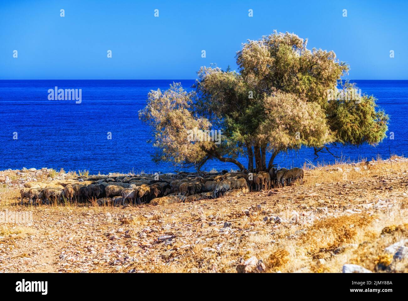 Flock of sheep in the crete hi-res stock photography and images - Alamy