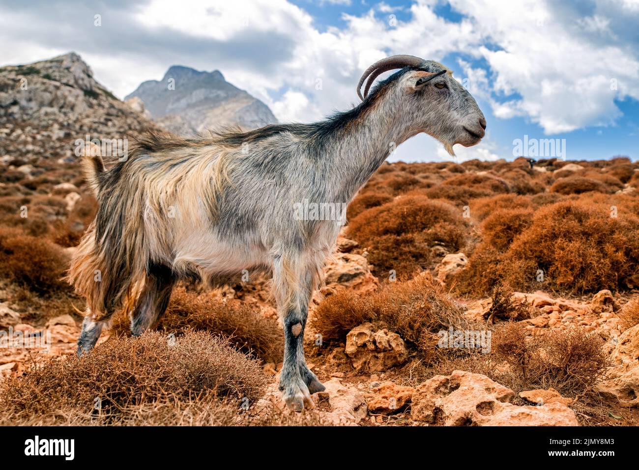 Domestic goat in semidesert rural country. Crete island, Greece Stock ...