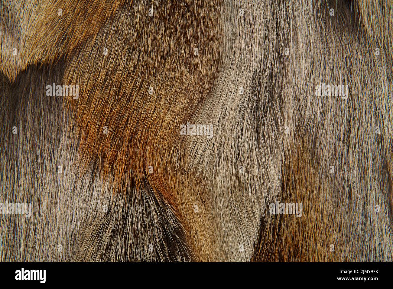 Wolf fashion hi-res stock photography and images - Alamy