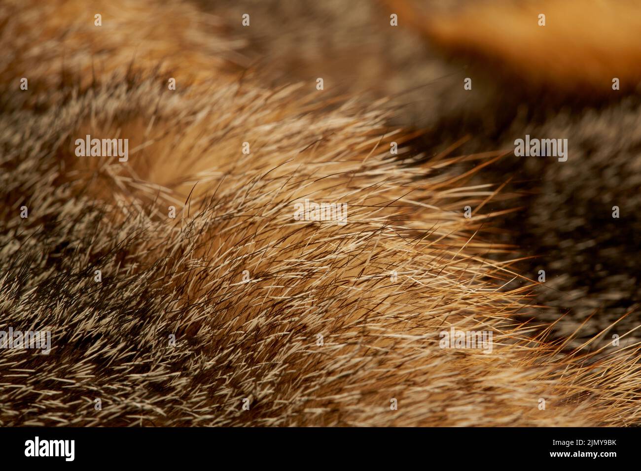 White faux fur close hi-res stock photography and images - Alamy