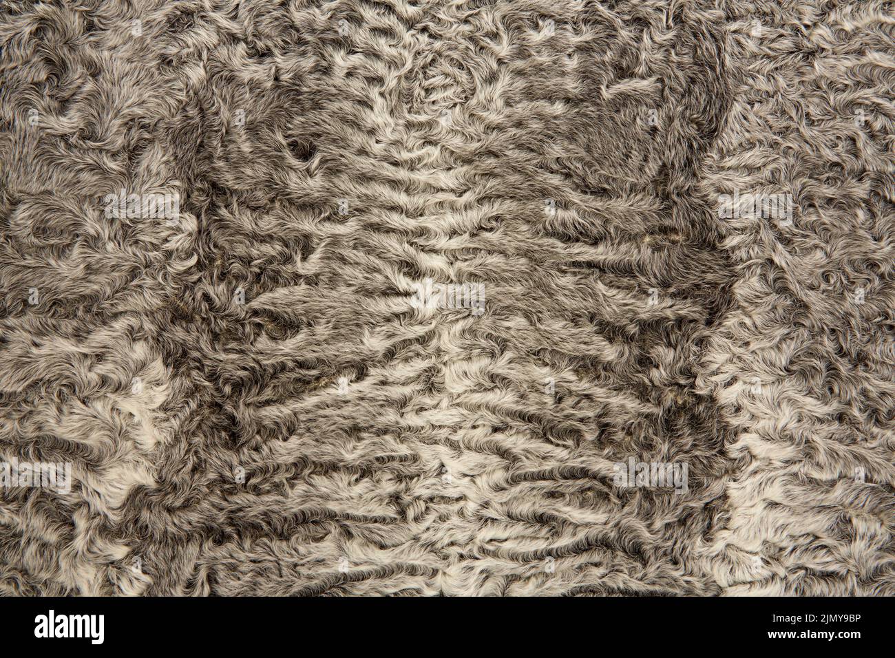 Swakara flattened laid gray fur Stock Photo - Alamy