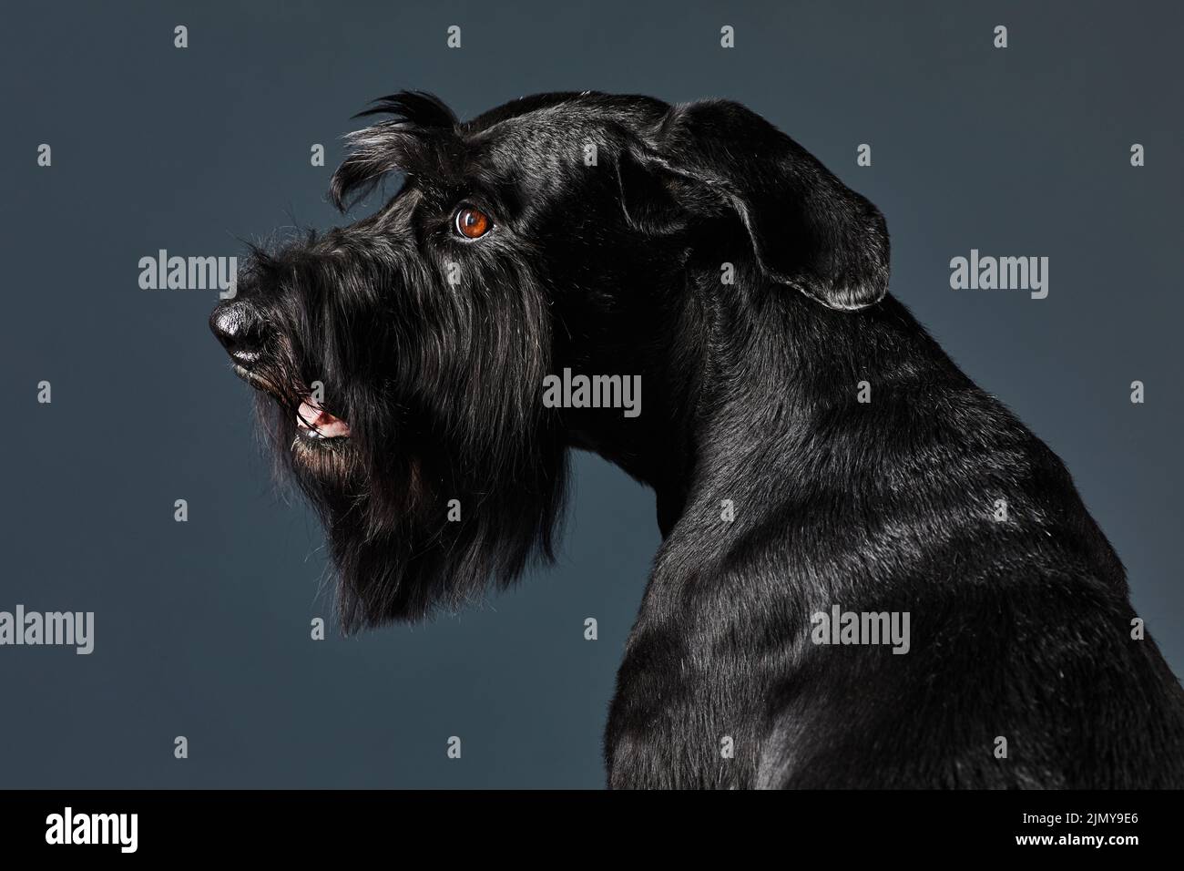 Portrait of black adult dog with shiny fur posing at camera against ...