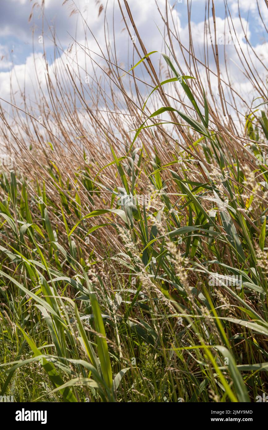 Reed grasses hi-res stock photography and images - Alamy