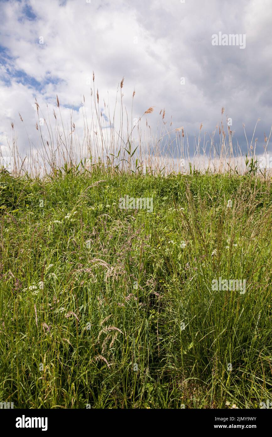 reed, grasses and flowers in the nature reserve Rieselfelder near ...