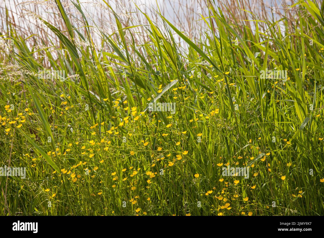 reed, grasses and flowers in the nature reserve Rieselfelder near ...