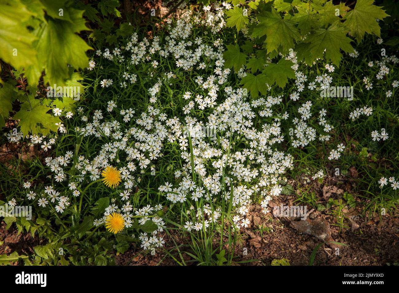 Greater Stitchwort (Stellaria) and common dandelion (lat. Taraxacum ...