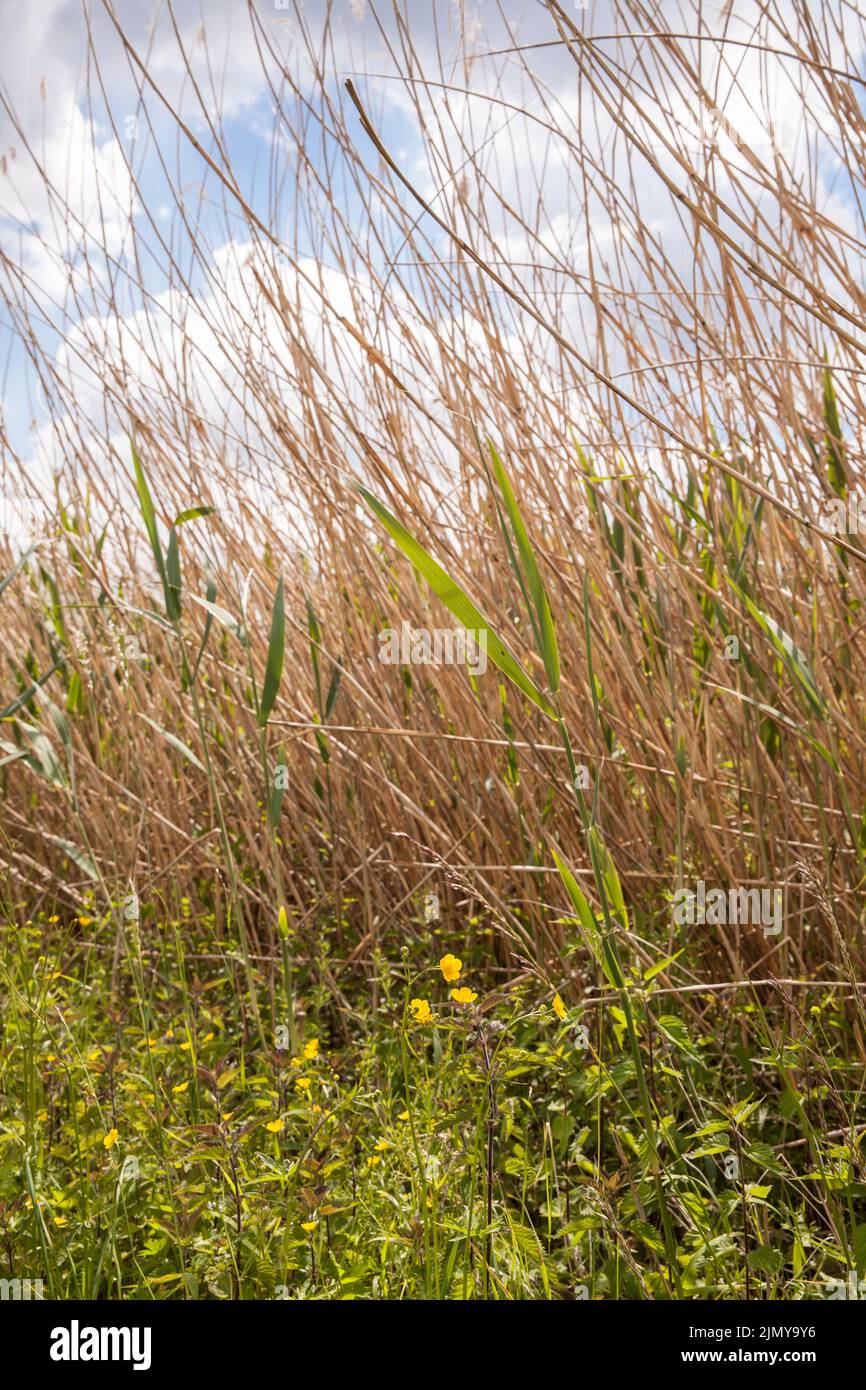 reed, grasses and flowers in the nature reserve Rieselfelder near ...