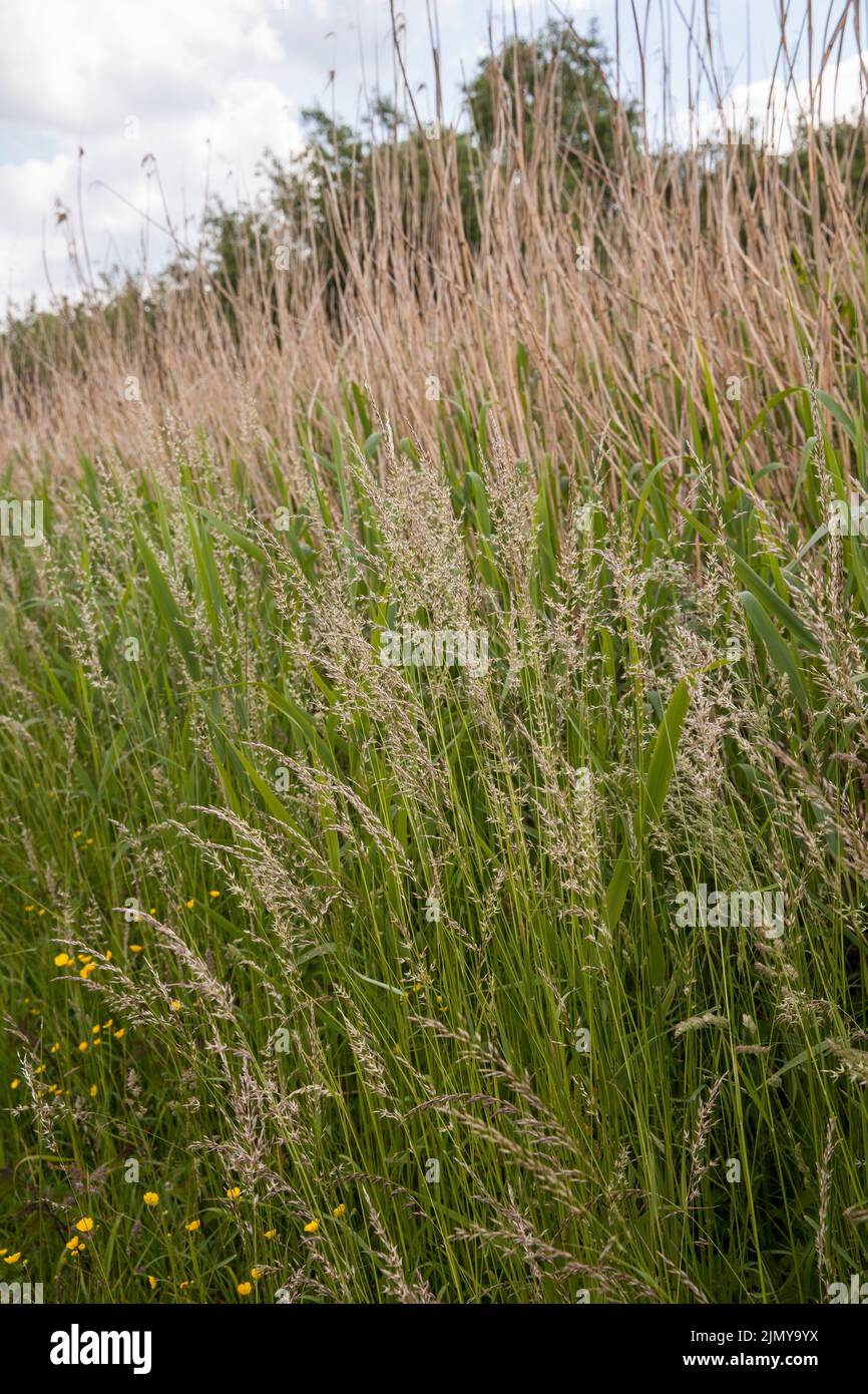 reed, grasses and flowers in the nature reserve Rieselfelder near ...