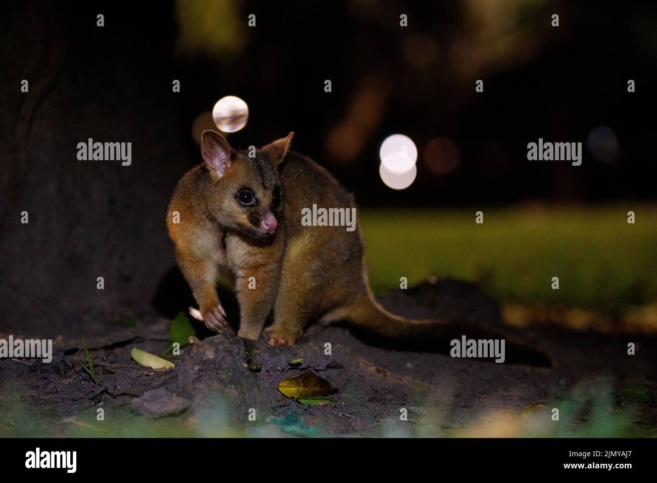 Common Brushtail Possum (Trichosurus vulpecula) investigating urban ...