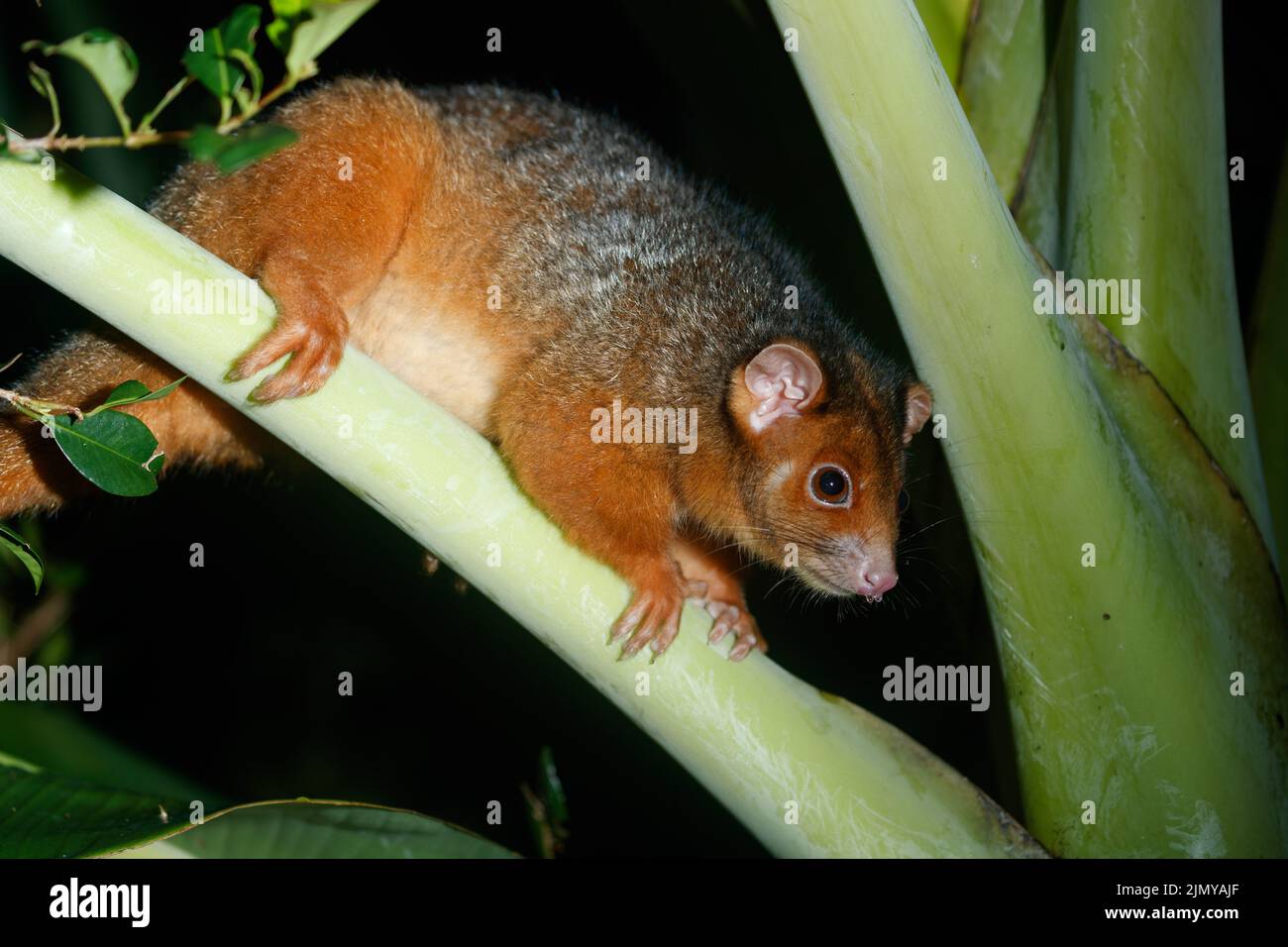 Common Ringtail Possum (Pseudocheirus peregrinus) Boondall, Queensland ...
