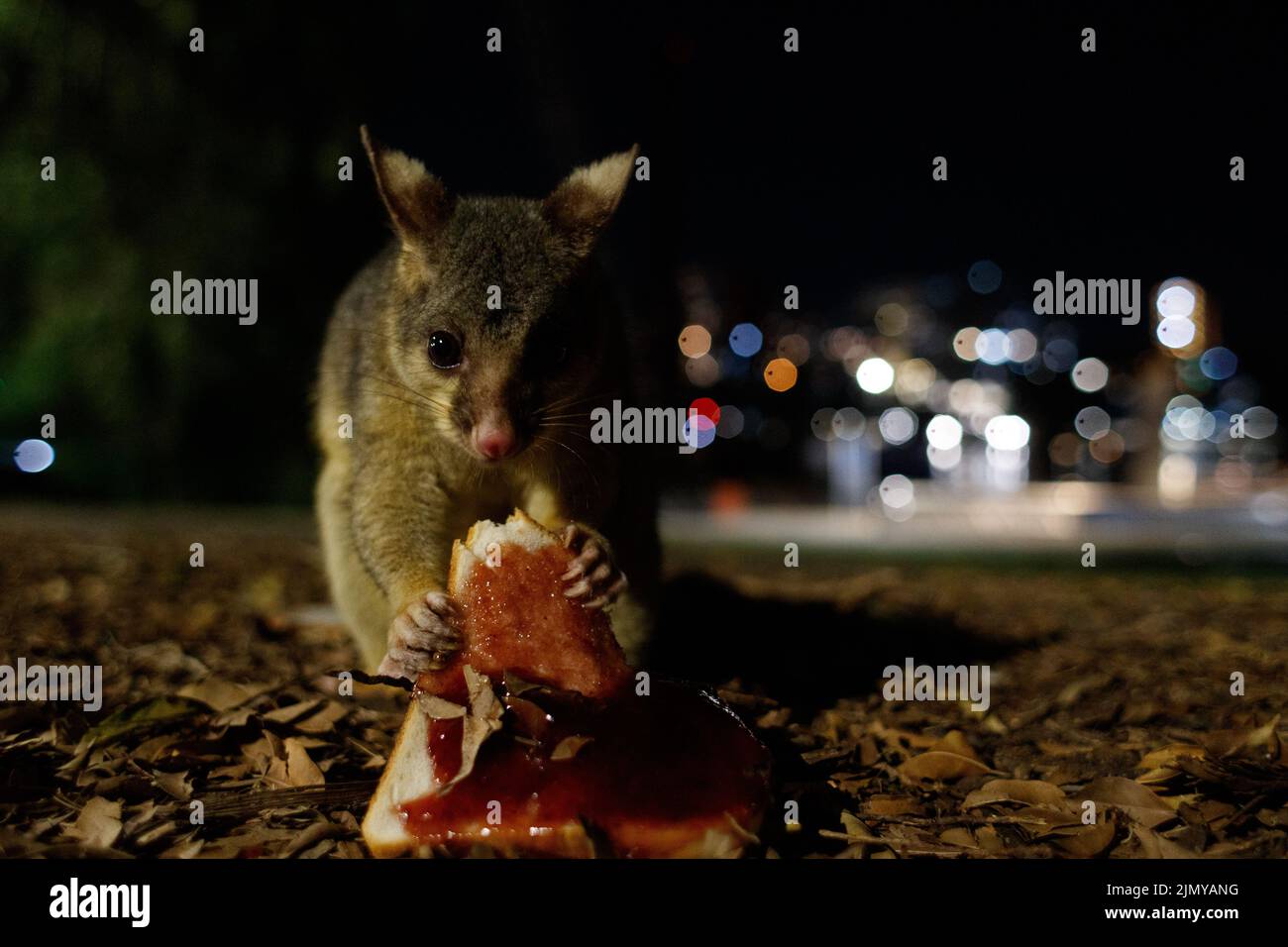 Female Common Brushtail Possum (Trichosurus vulpecula) eating discarded ...