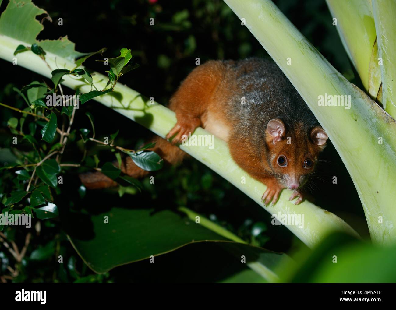 Common Ringtail Possum (Pseudocheirus peregrinus) Boondall, Queensland ...