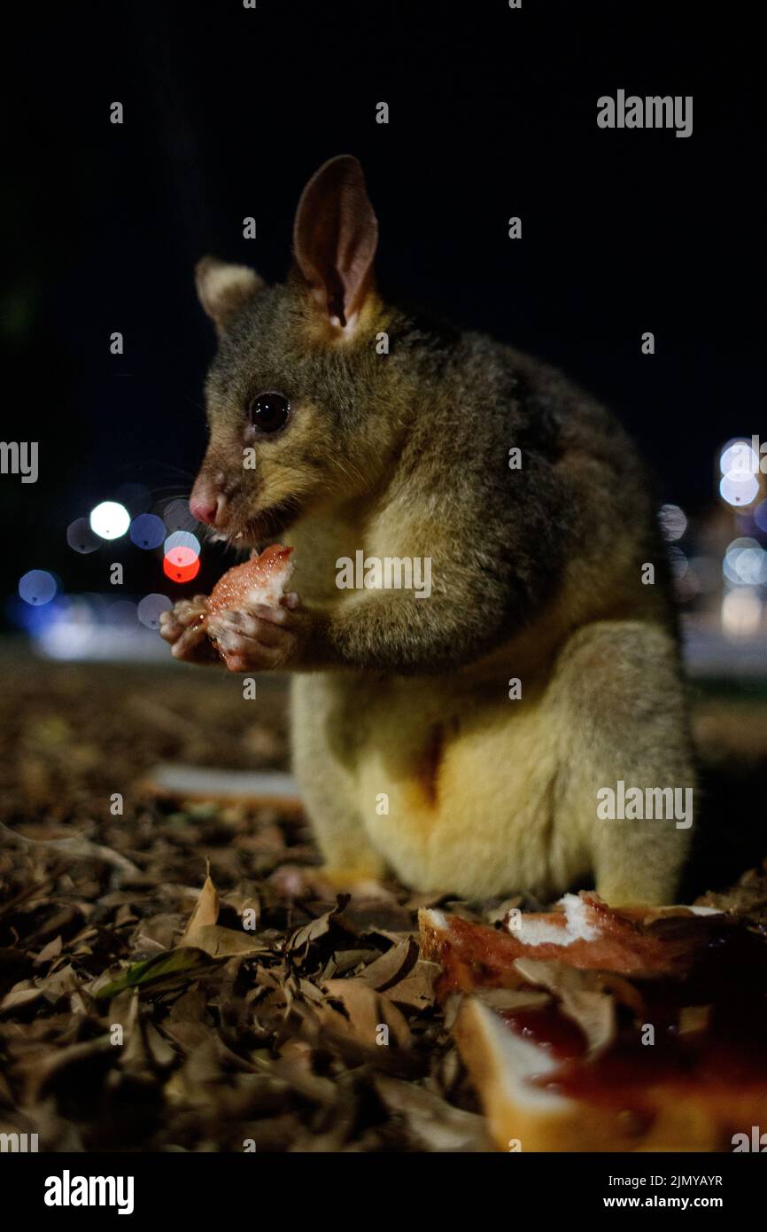 Female Common Brushtail Possum (Trichosurus vulpecula) eating discarded ...