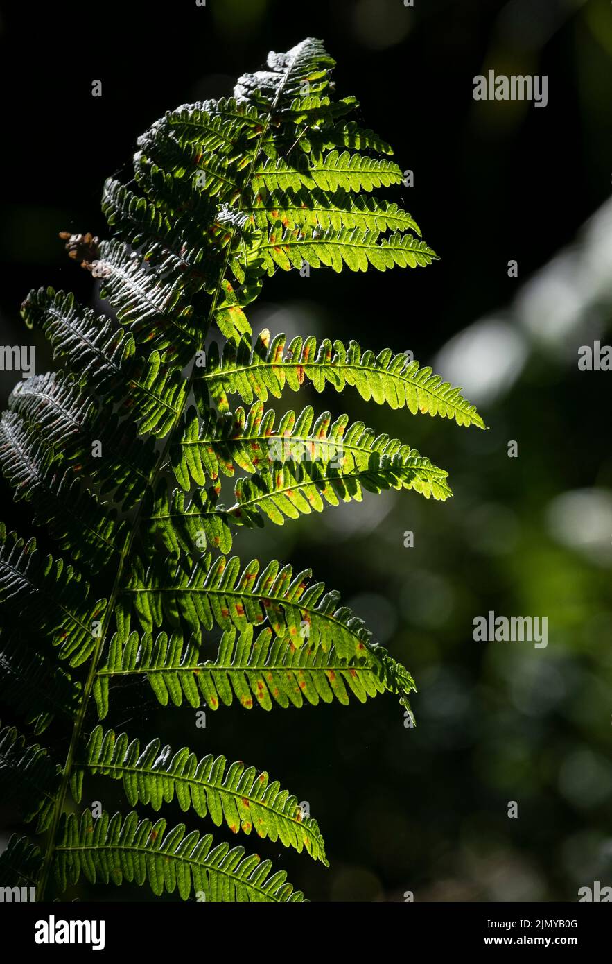 Detail of a Common Ferm plant backlit by evening sunlight showing the ...