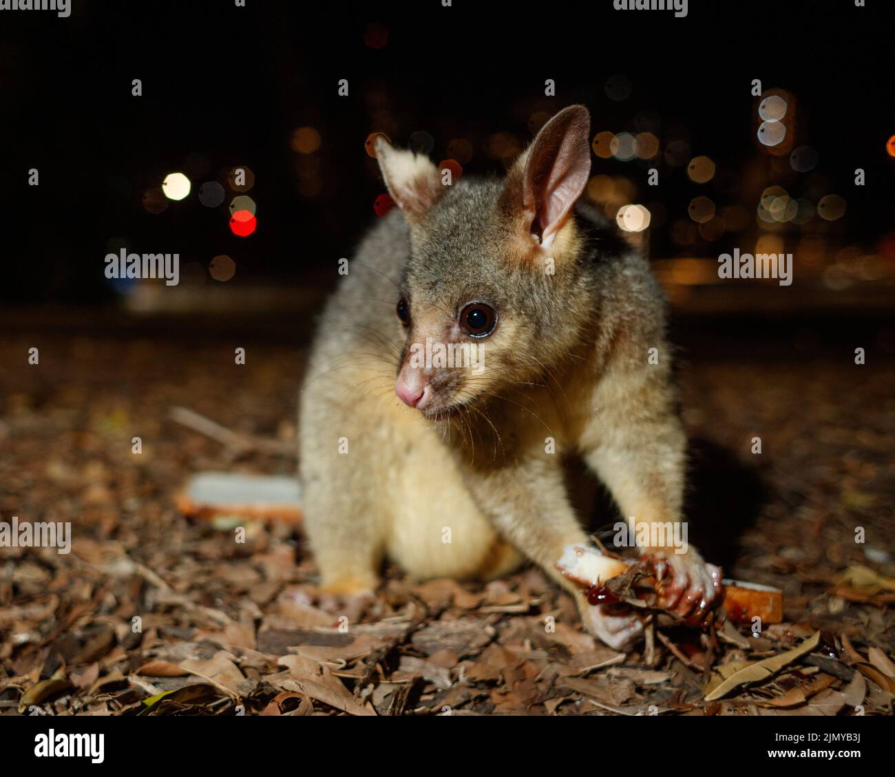 Female Common Brushtail Possum (Trichosurus vulpecula) eating discarded ...