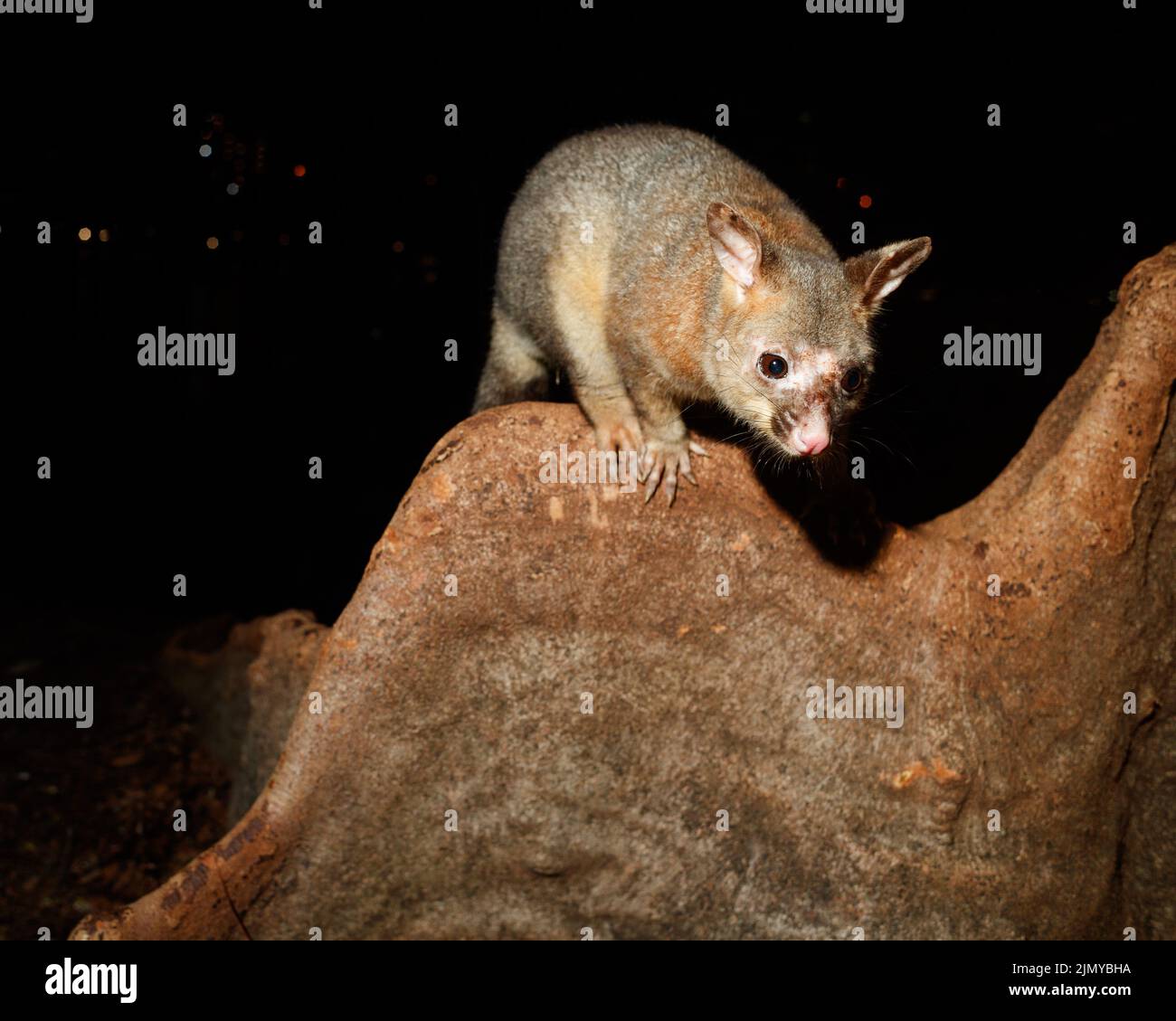Common Brushtail Possum (Trichosurus vulpecula) searching for food in ...