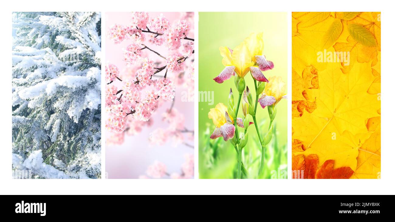 Four seasons of year. Set of vertical nature banners with winter, spring, summer and autumn ...