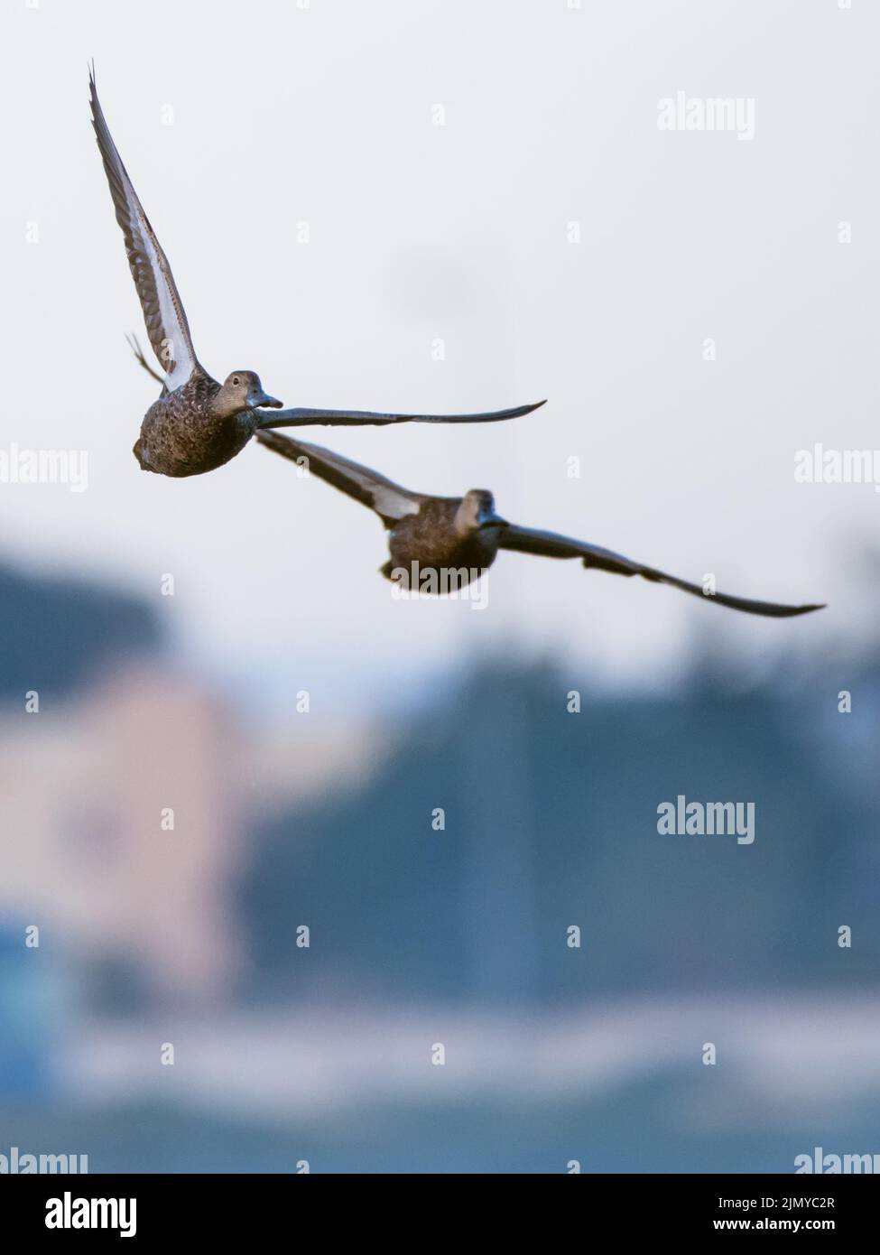 A vertical shot of flying aquatic birds on blurry background Stock ...
