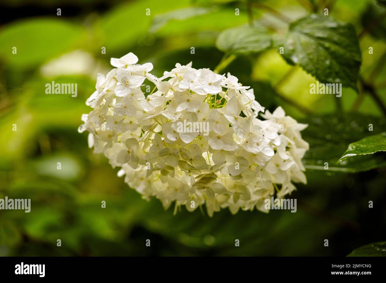 White hydrangea bush in the garden after rain. Fresh white hydrangea flowers growing on a bush ...