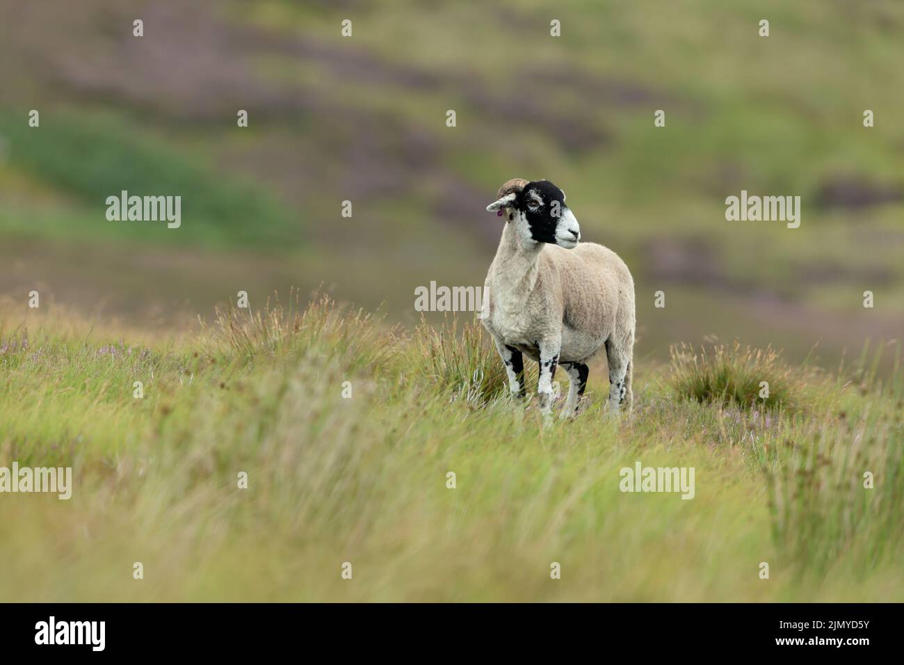 Swaledale ewe or female sheep with shorn fleece stood in reeds and ...