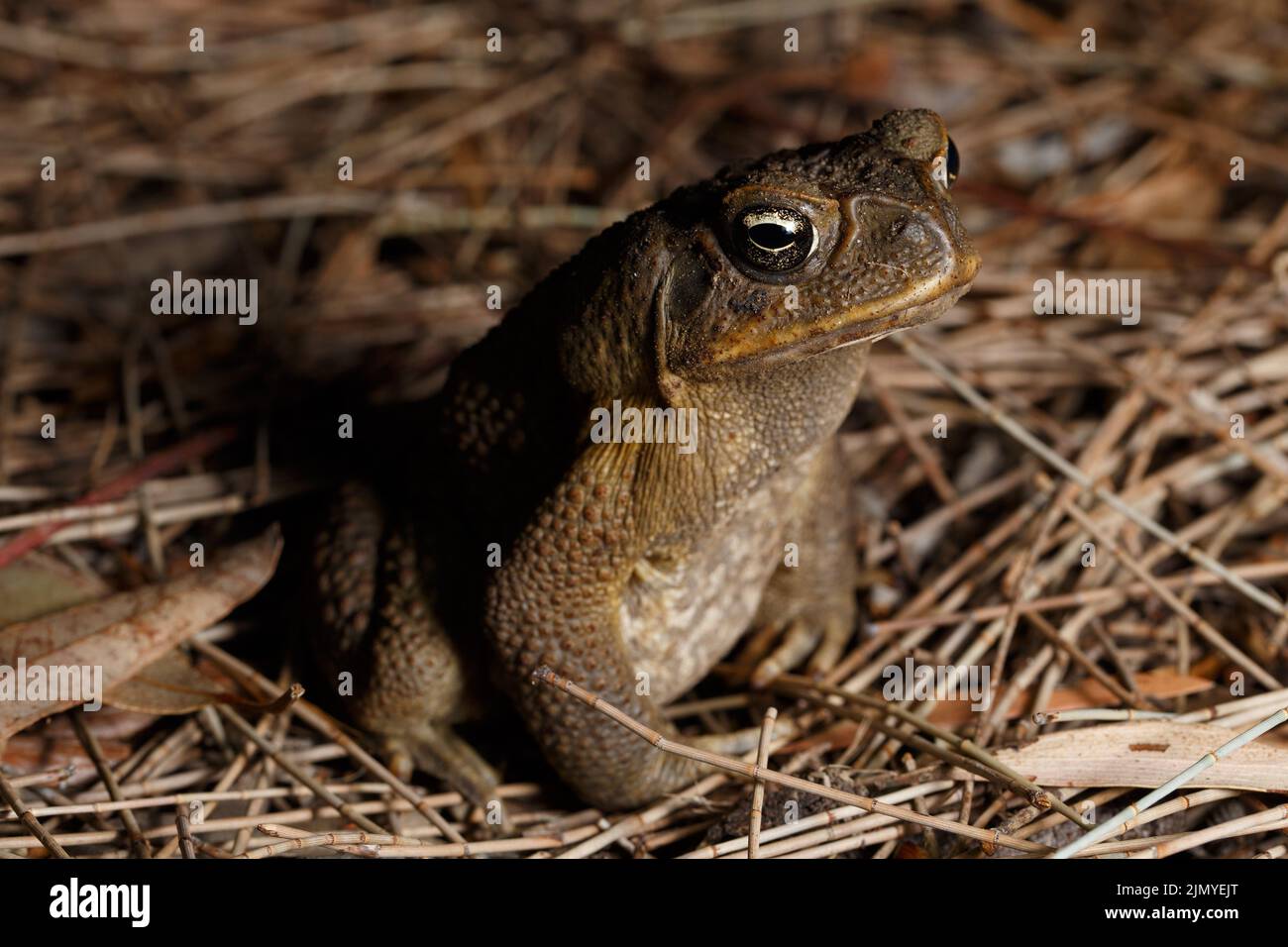 Cane Toad (Rhinella marinus) near wetland habitat Stock Photo - Alamy