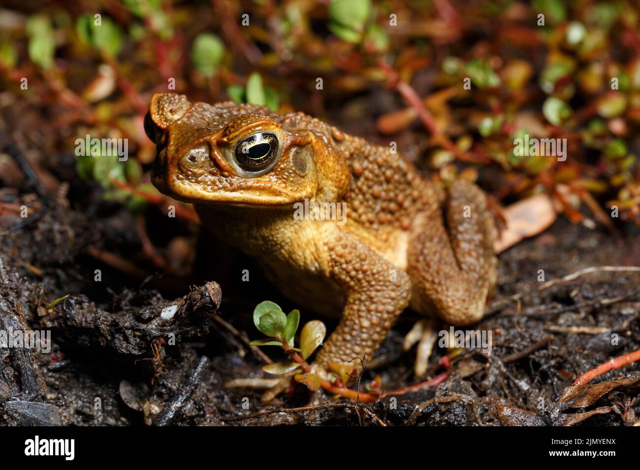 Cane Toad (Rhinella marinus) near wetland habitat Stock Photo - Alamy