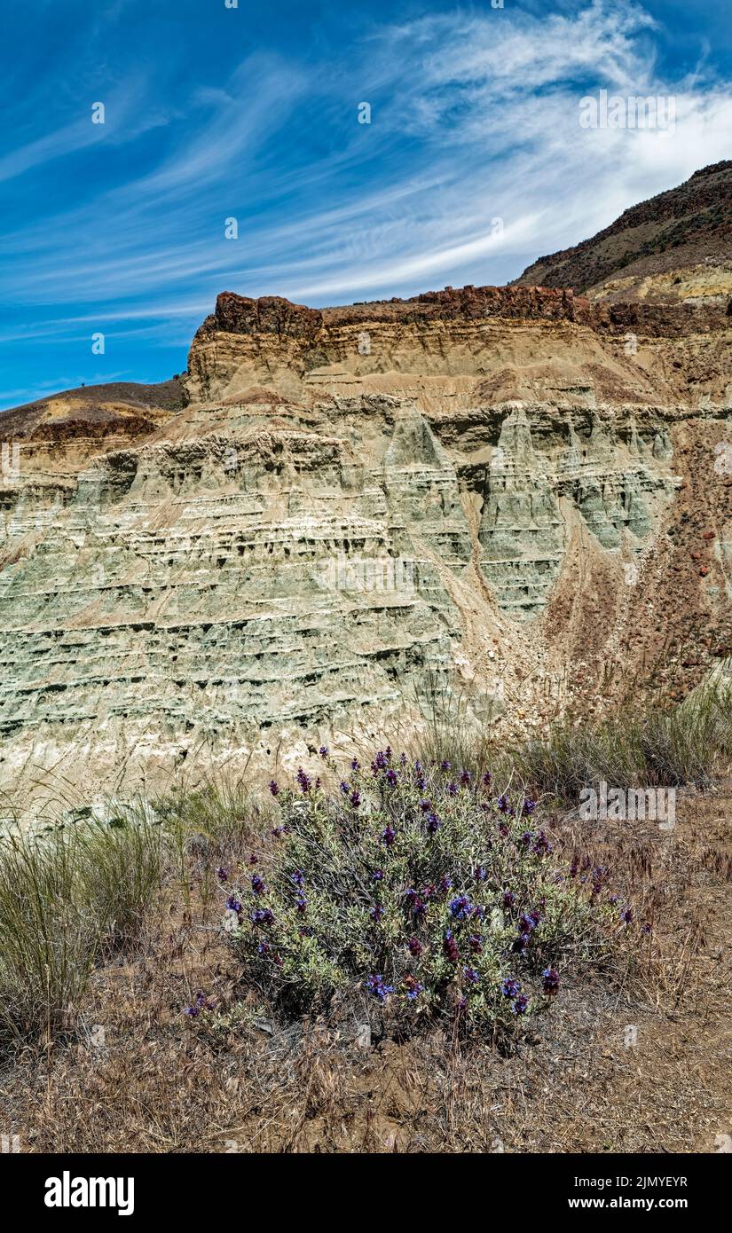 Green claystone formations and purple flowers at the Sheep Rock Unit of ...
