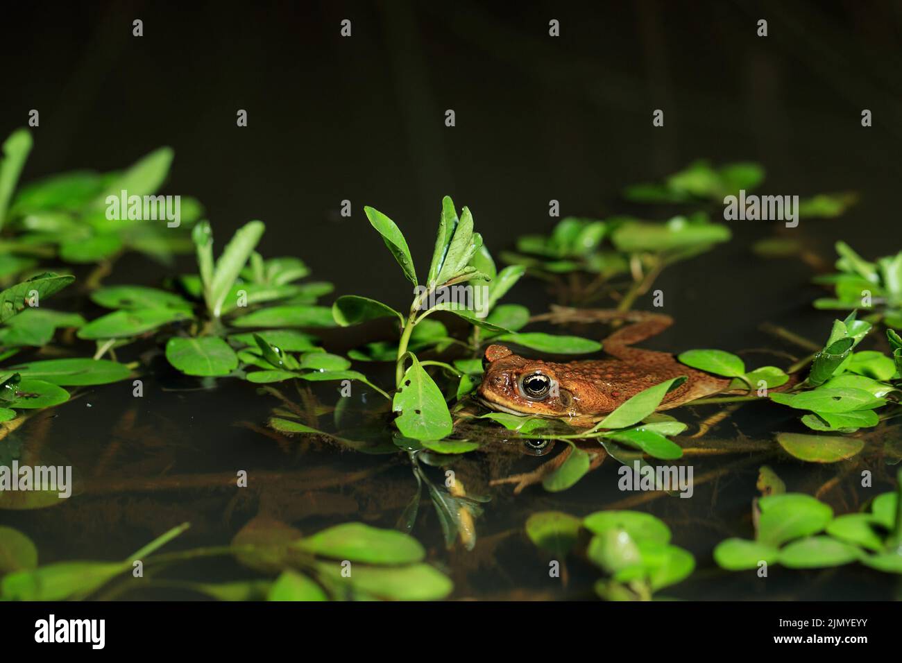Male Cane Toad (Rhinella marinus) in stream in suburban Boondall ...