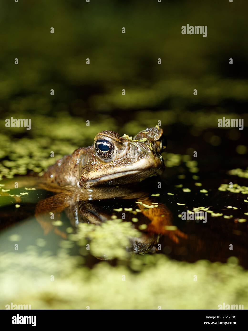 Cane Toad (Rhinella marinus) Tinchi Tamba Wetlands, Queensland ...