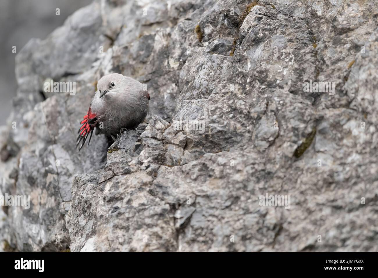 On the rock, young wallcreeper on mountain wall (Tichodroma muraria ...