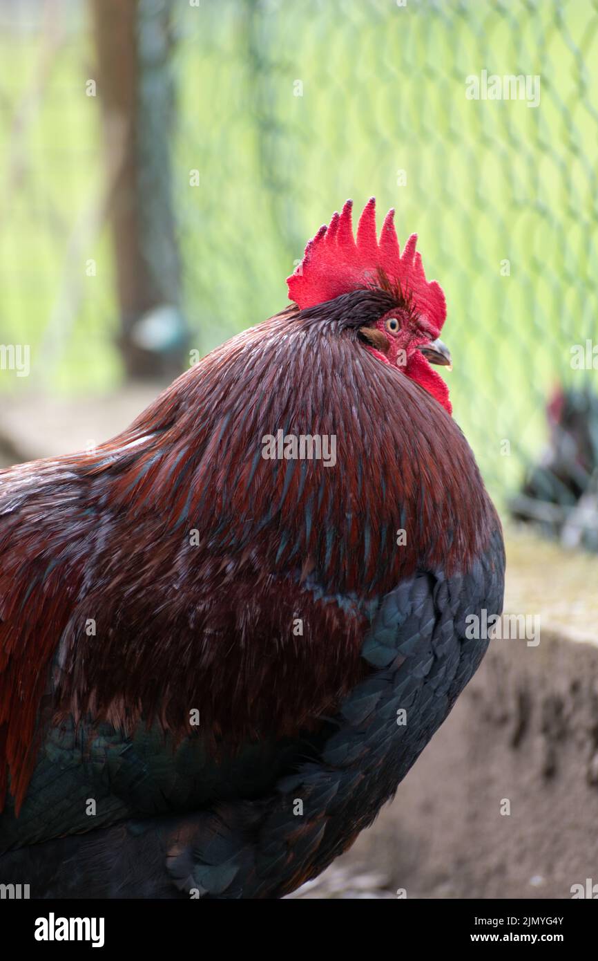 French rooster in a farm with beautiful dark plumage Stock Photo - Alamy