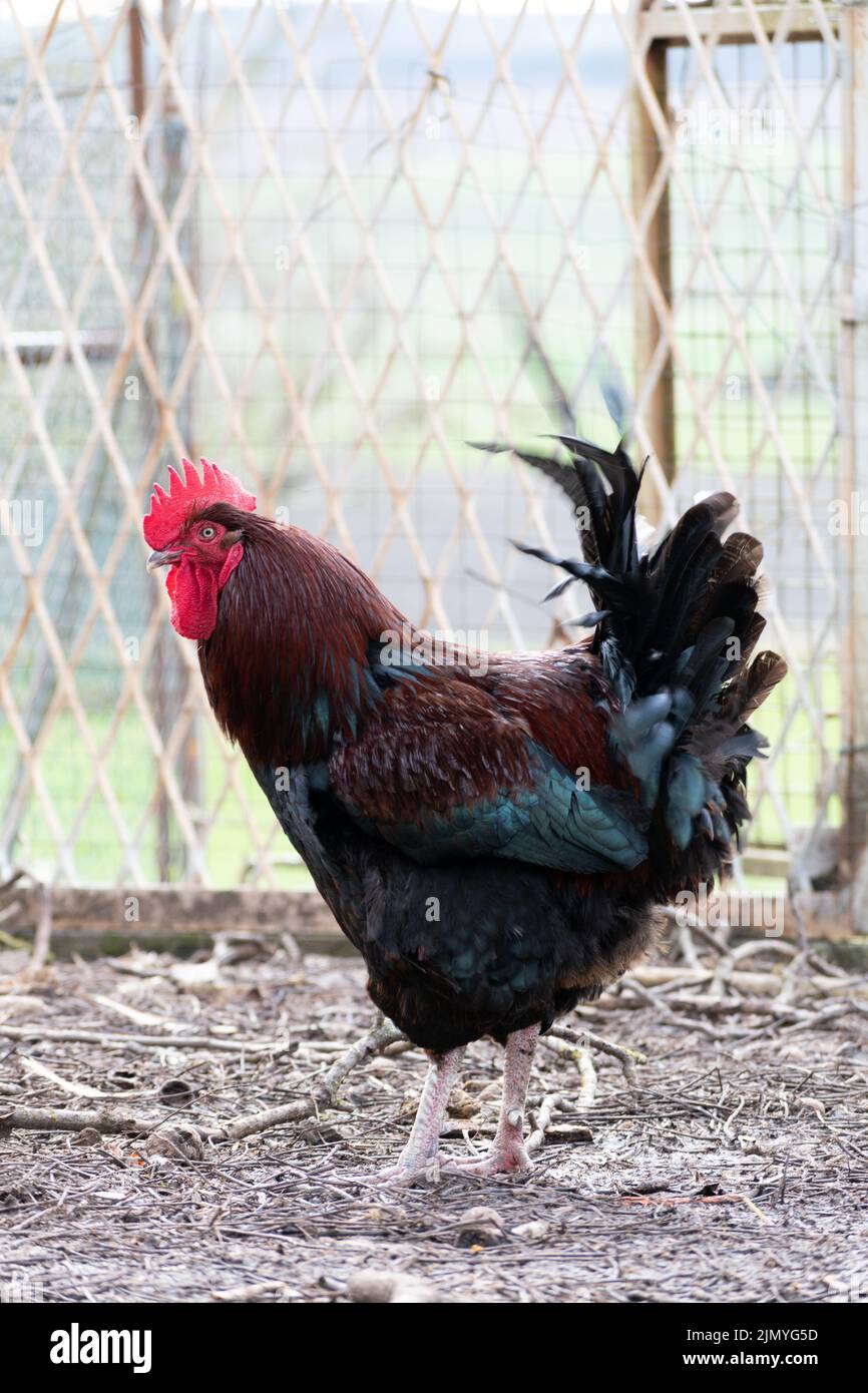 French rooster in a farm with beautiful dark plumage Stock Photo - Alamy