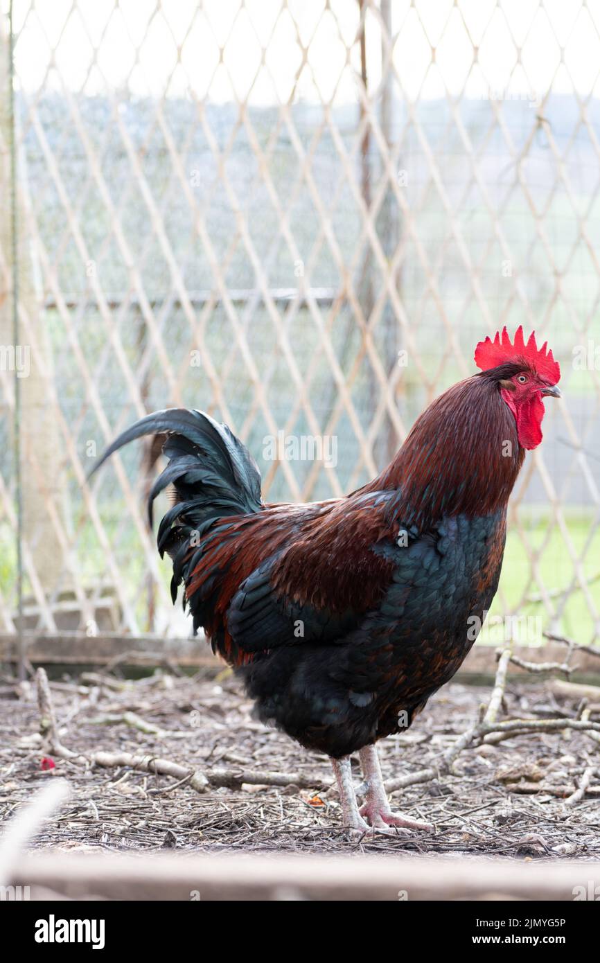French rooster in a farm with beautiful dark plumage Stock Photo - Alamy