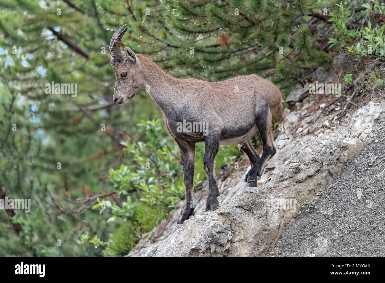 Cute female ibex hi-res stock photography and images - Alamy