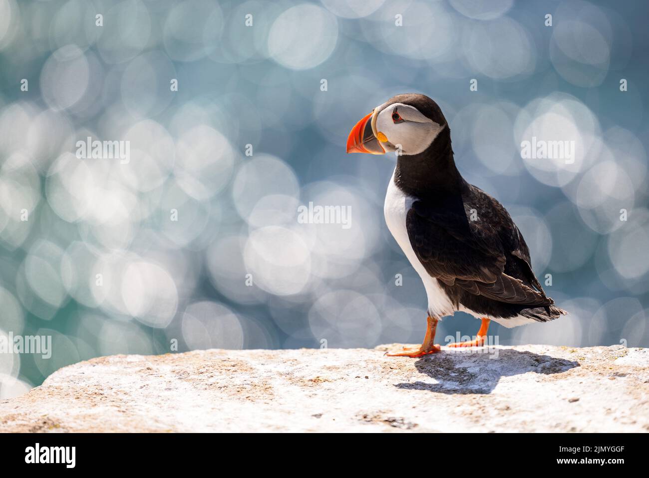 The close-up view of an Atlantic puffin perching on the rock with the ...