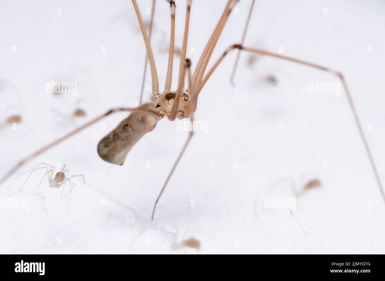 Mother and young spiders hi-res stock photography and images - Alamy