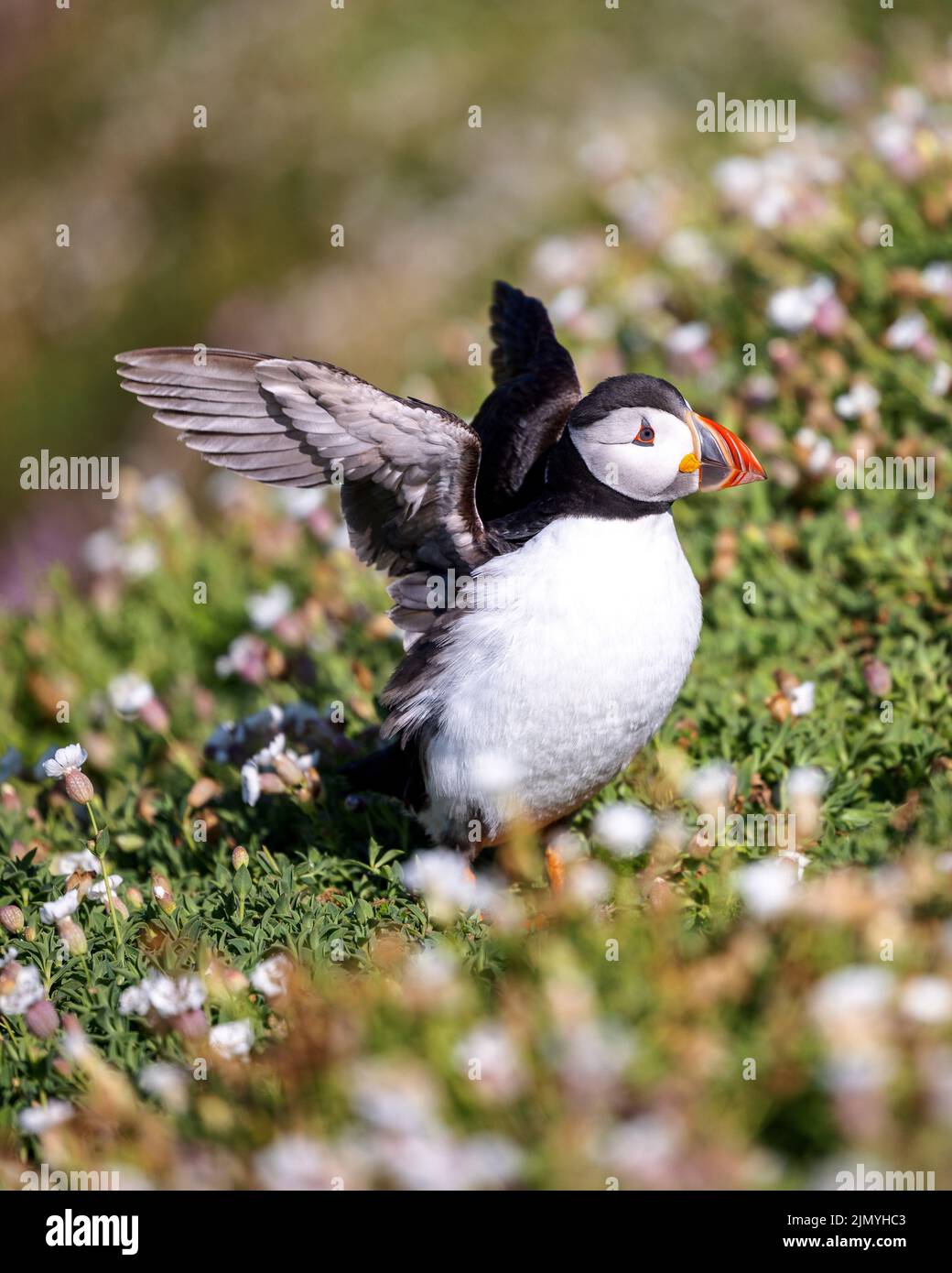 The vertical close-up view of an Atlantic puffin perching on the grass ...