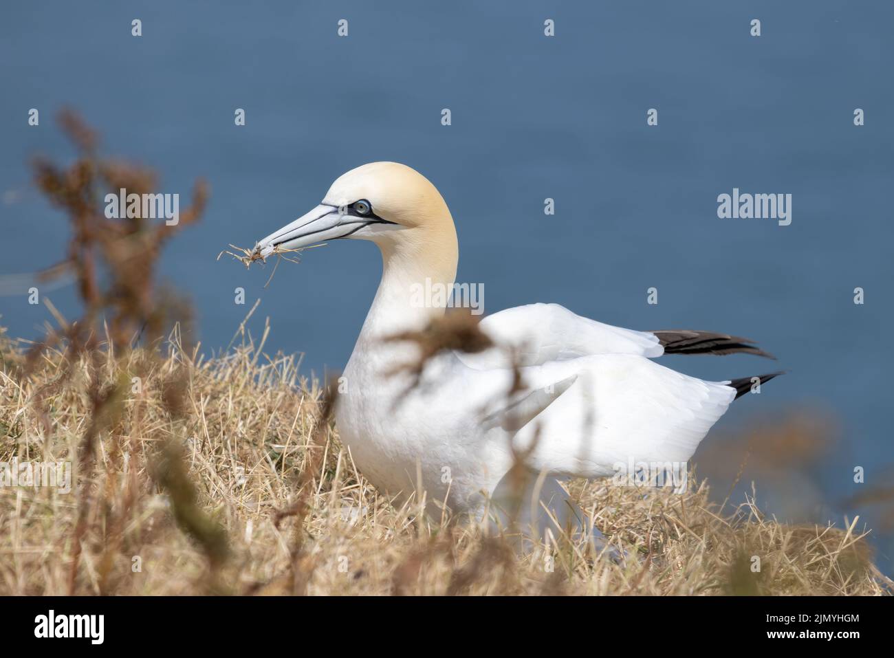 Gannet yorkshire hi-res stock photography and images - Alamy