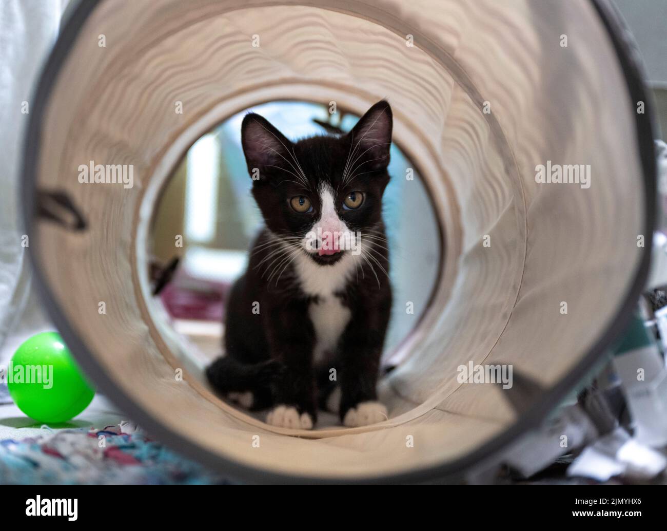 Berlin, Germany. 05th Aug, 2022. A young cat sits in a rustle tunnel at ...
