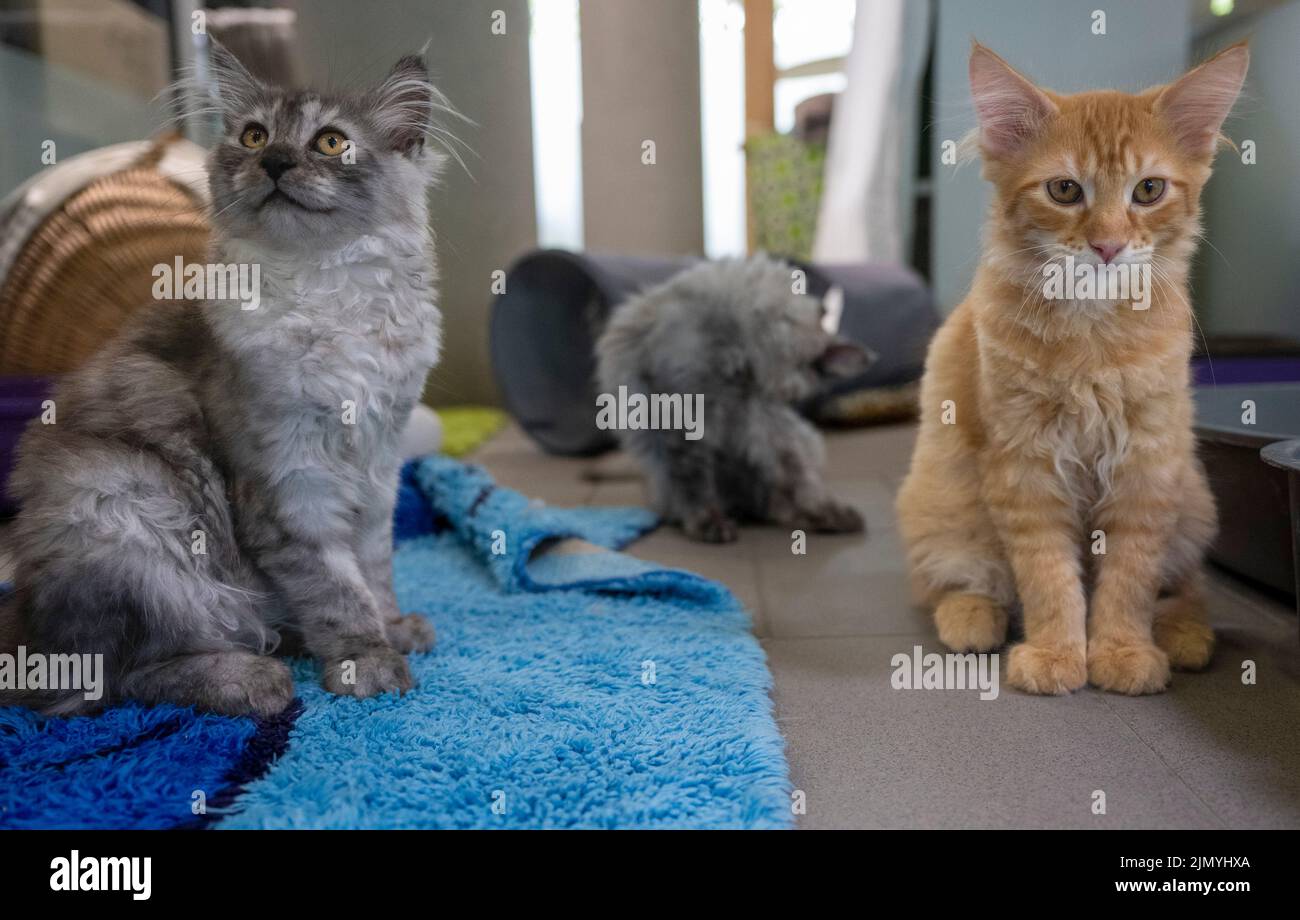 Berlin, Germany. 05th Aug, 2022. Three young cats sit in the mother and ...